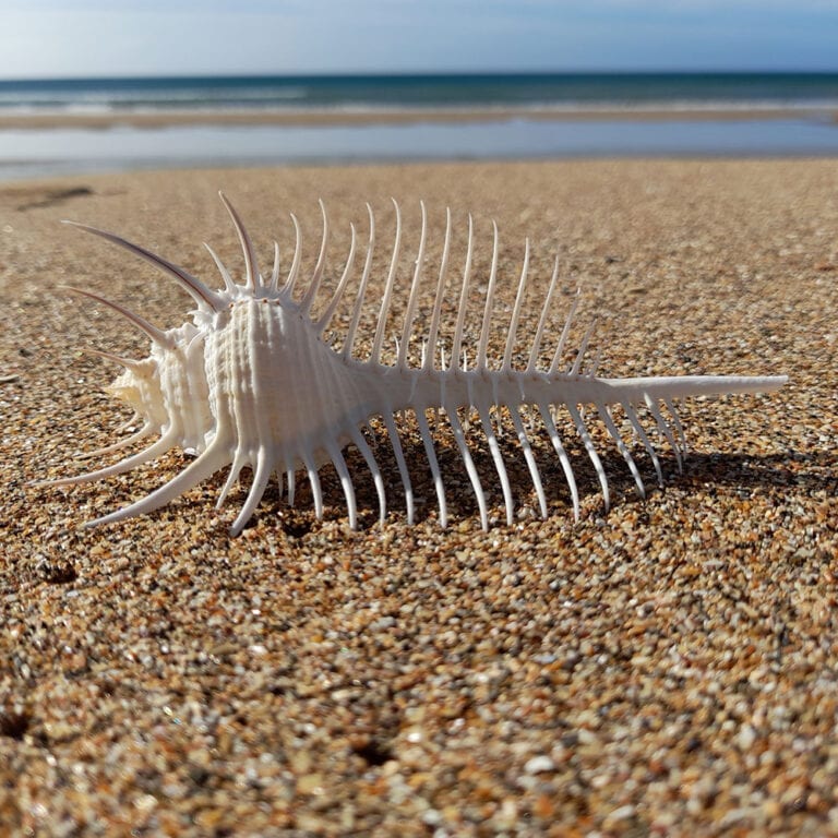 Stick & Stones, Shells & Bones