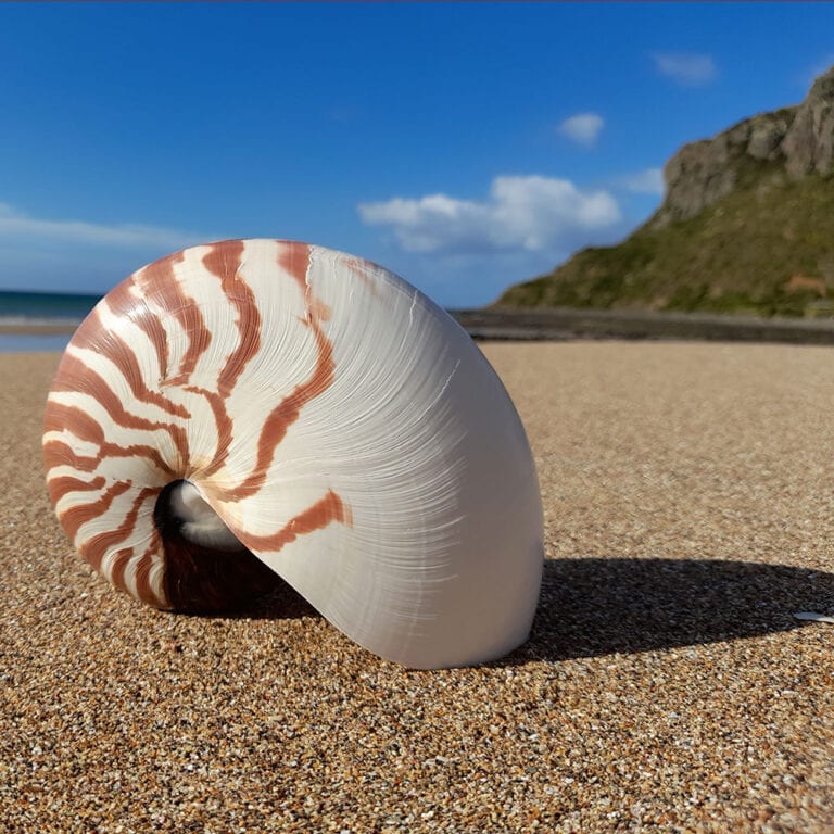 Stick & Stones, Shells & Bones