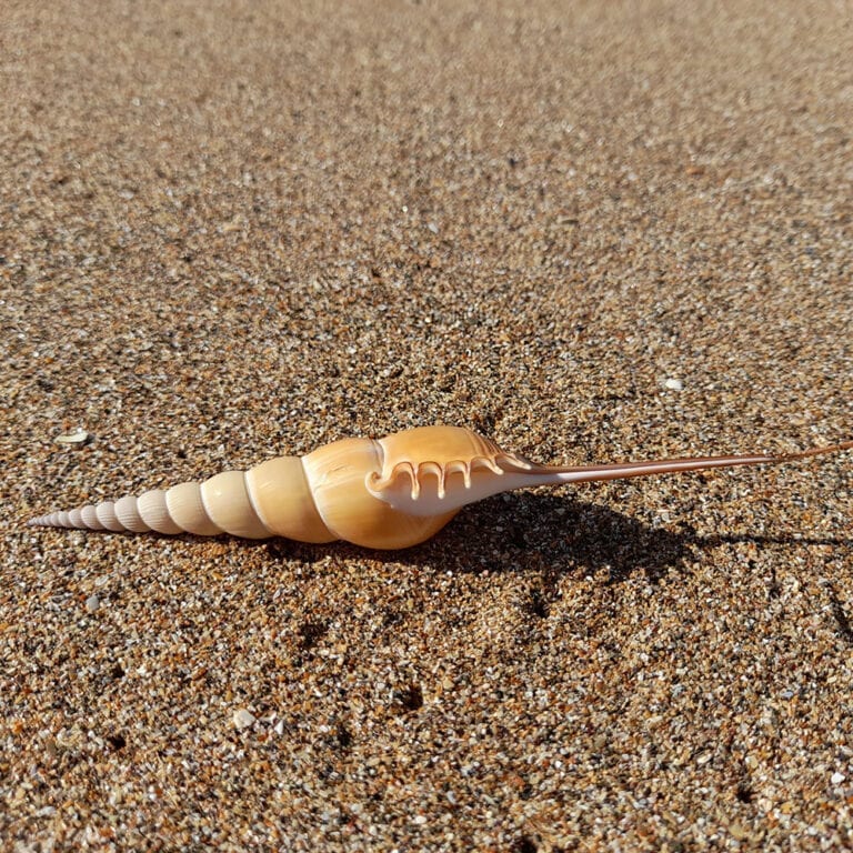 Stick & Stones, Shells & Bones